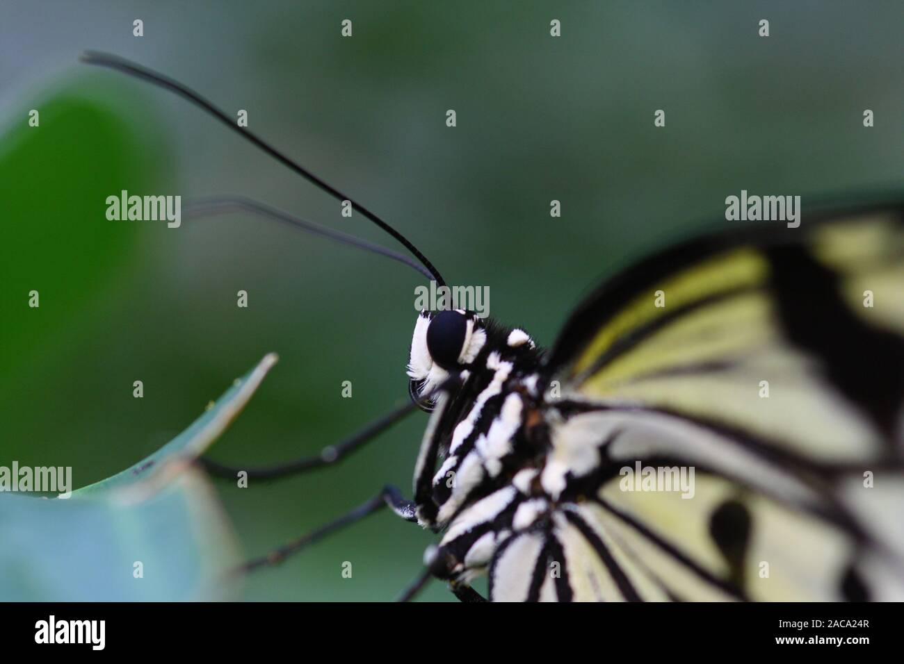White nymph hi-res stock photography and images - Alamy