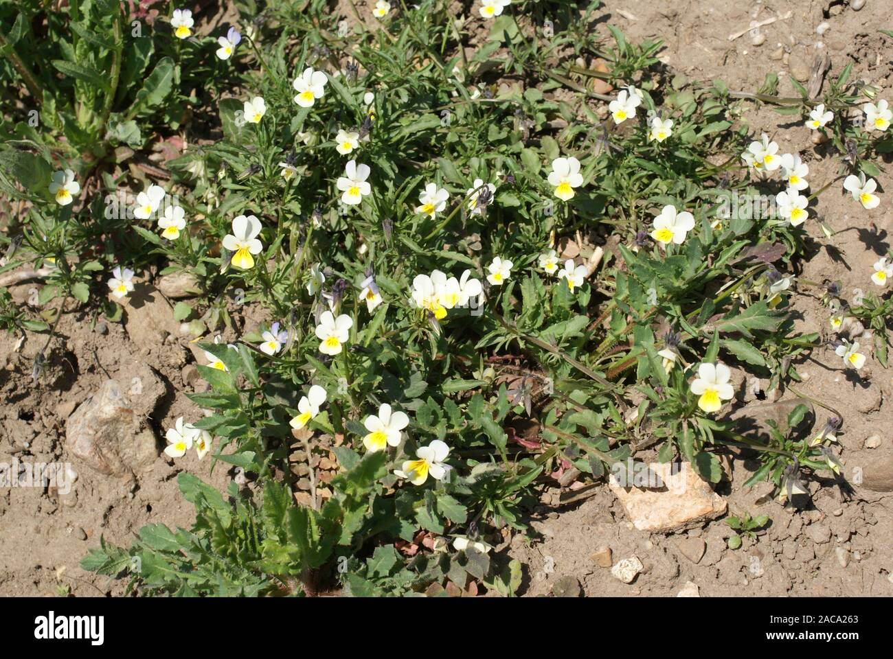 Viola arvensis, field violet, field pansy Stock Photo - Alamy