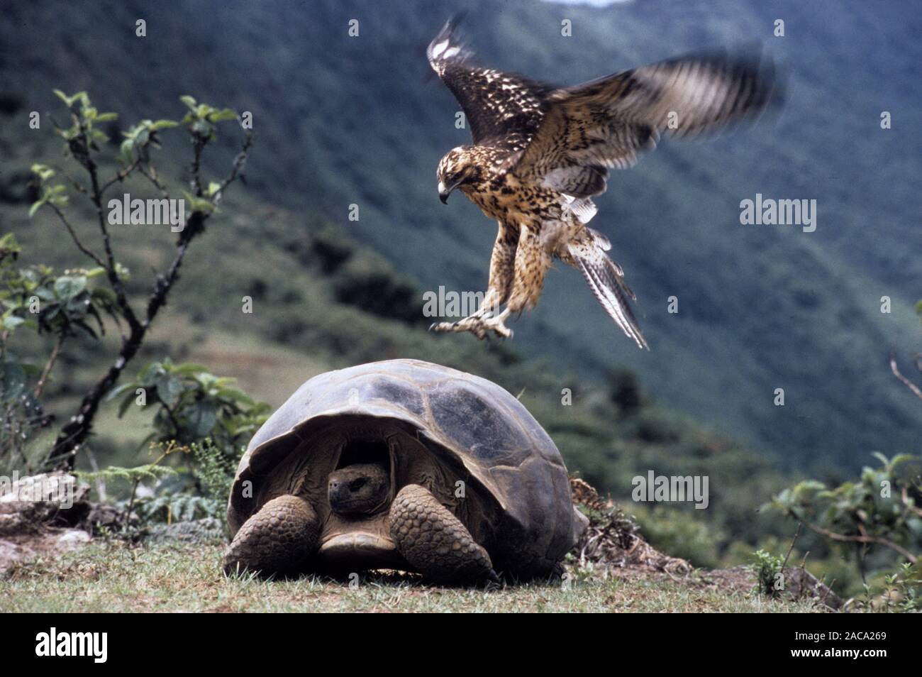 galapagos hawk landing on a turtle, galapagos islands Stock Photo - Alamy