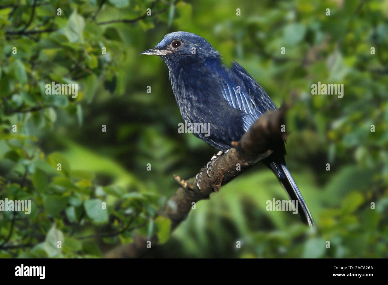 Malaysian Birds Stock Photos & Malaysian Birds Stock Images - Alamy