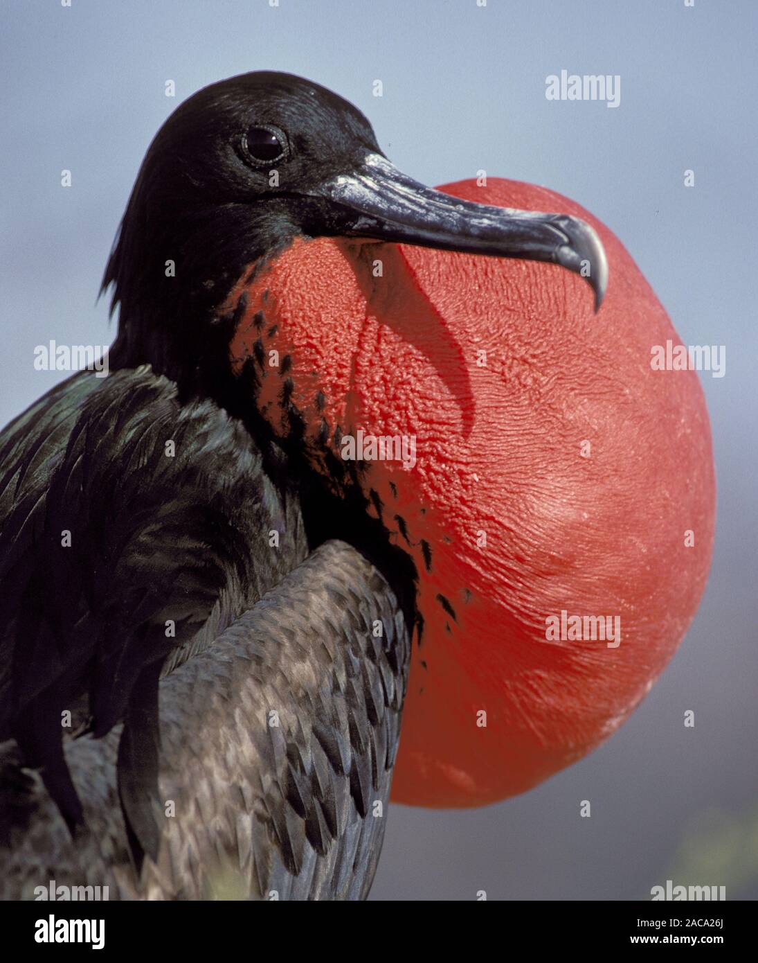 Frigatebird hi-res stock photography and images - Alamy