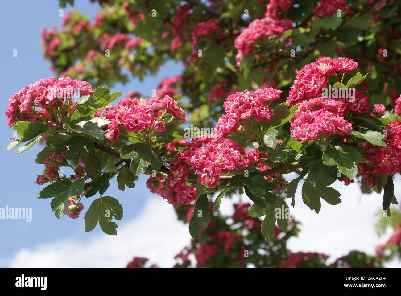 Crataegus laevigata hi-res stock photography and images - Alamy