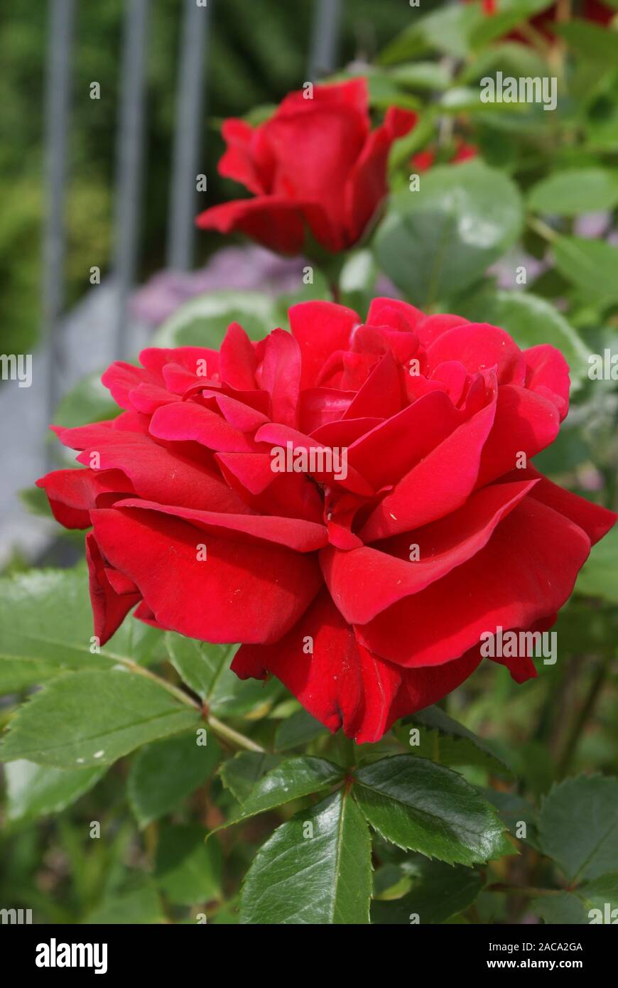 Pink climbing rose hi-res stock photography and images - Alamy