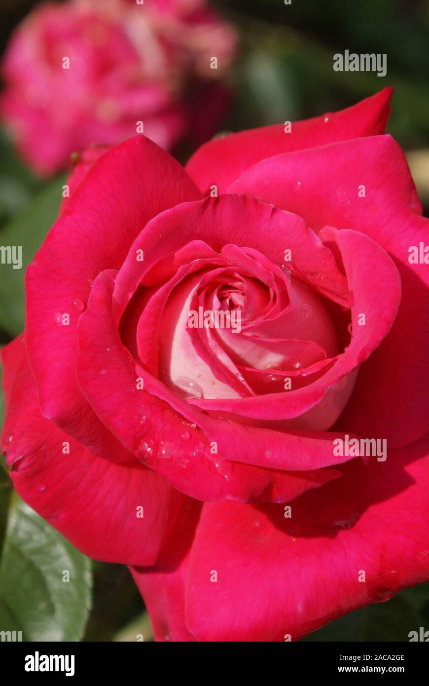 Gee hi-res stock photography and images - Alamy