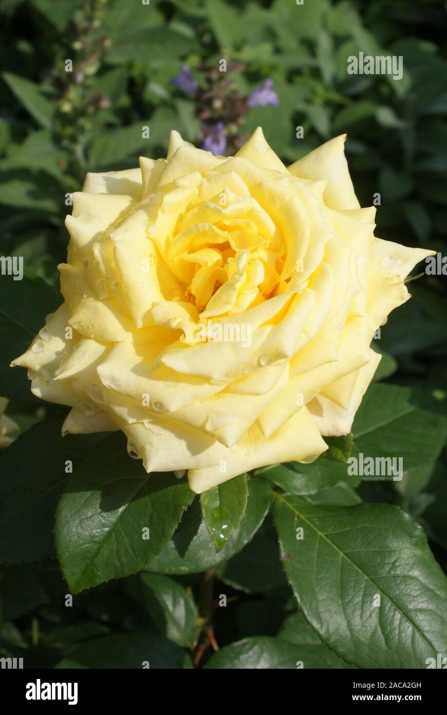 Landora rose hi-res stock photography and images - Alamy