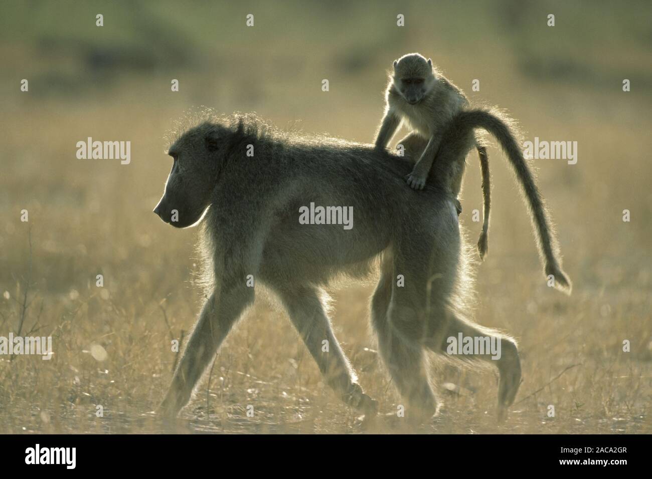 Baboon with young on back hi-res stock photography and images - Alamy