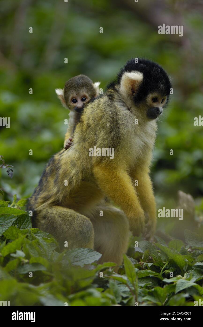 Black capped squirrel monkey hi-res stock photography and images - Alamy