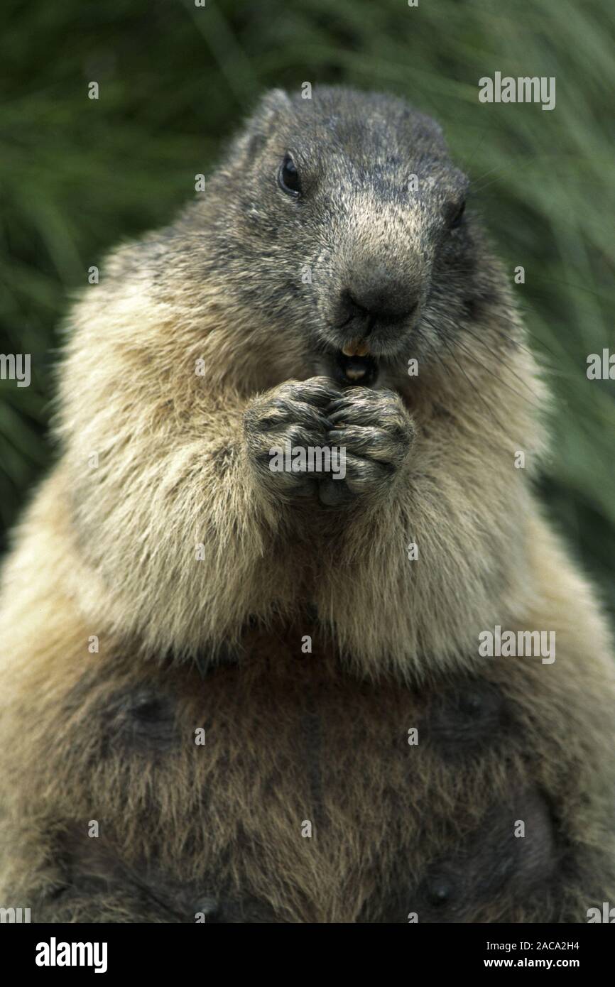 Alpine Marmot, Austria, Europe Stock Photo - Alamy