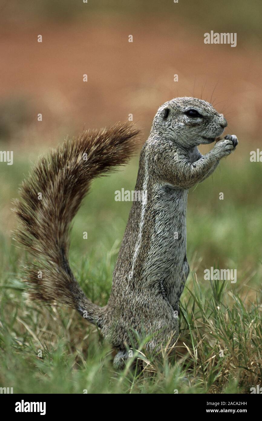 Ground Squirrel, Xerus princeps, Etosha National Park, Namibia, Afrika ...