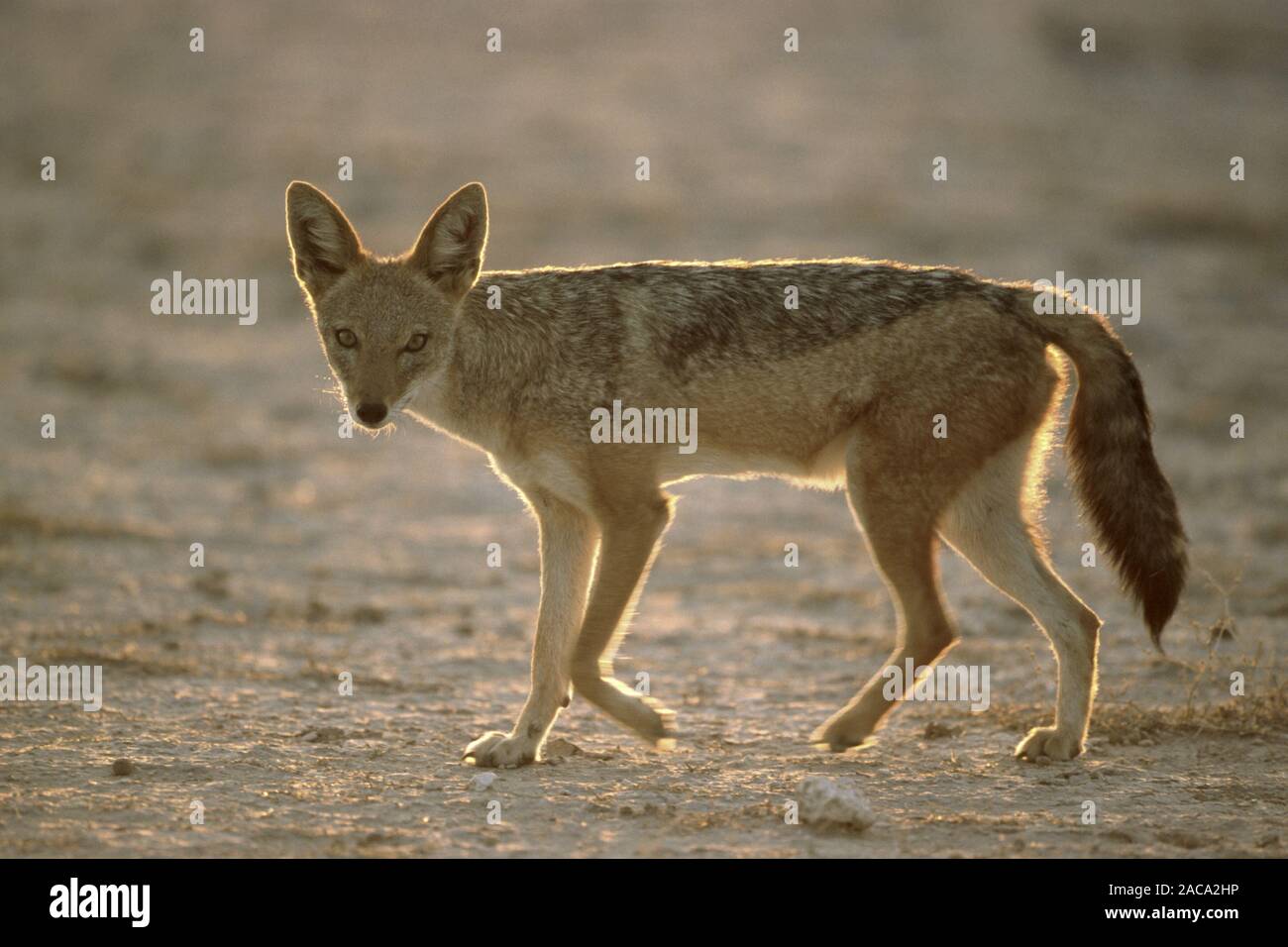 Black-backed Jackal (Canis mesomelas Stock Photo - Alamy