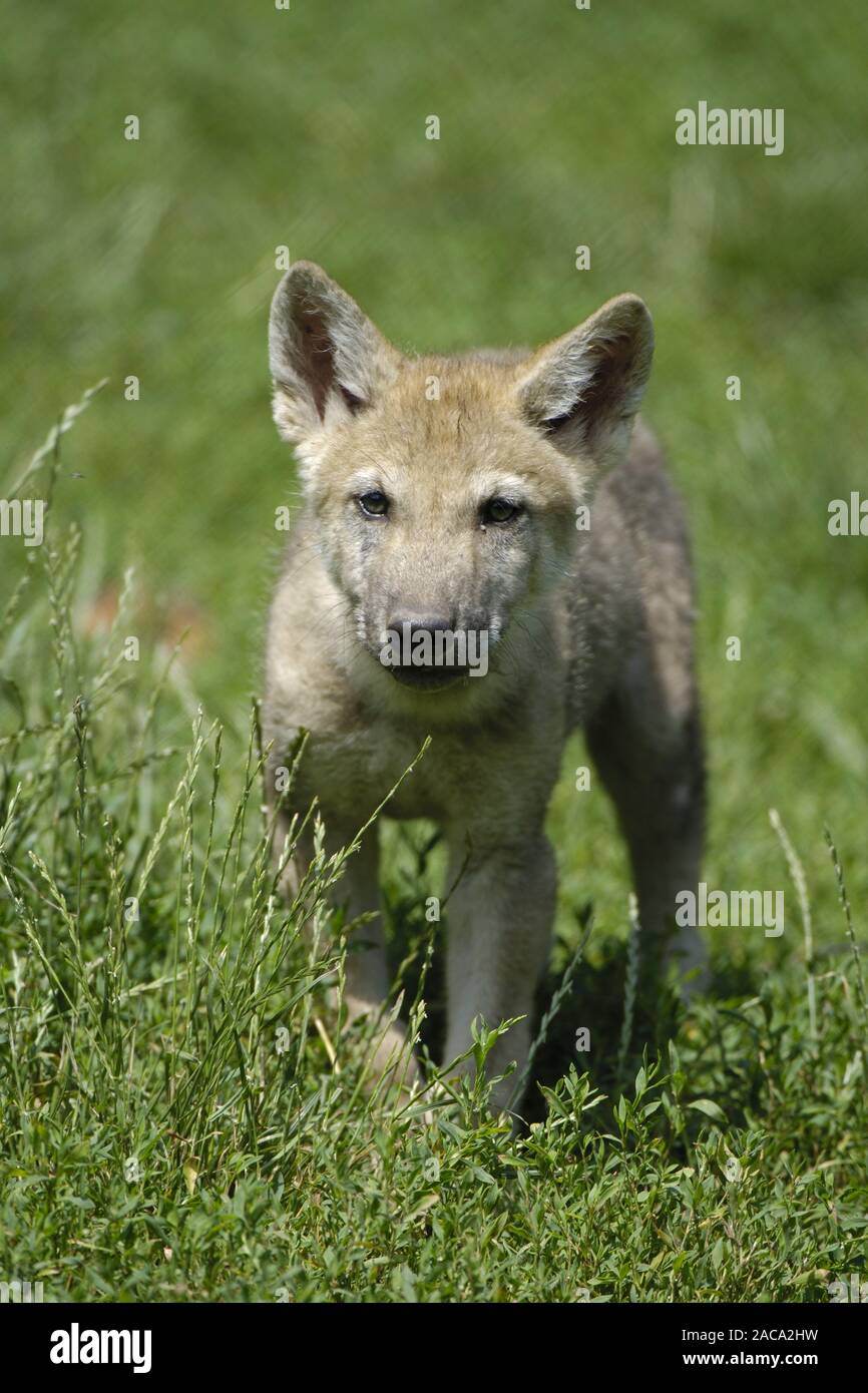Wolf Cub High Resolution Stock Photography and Images - Alamy
