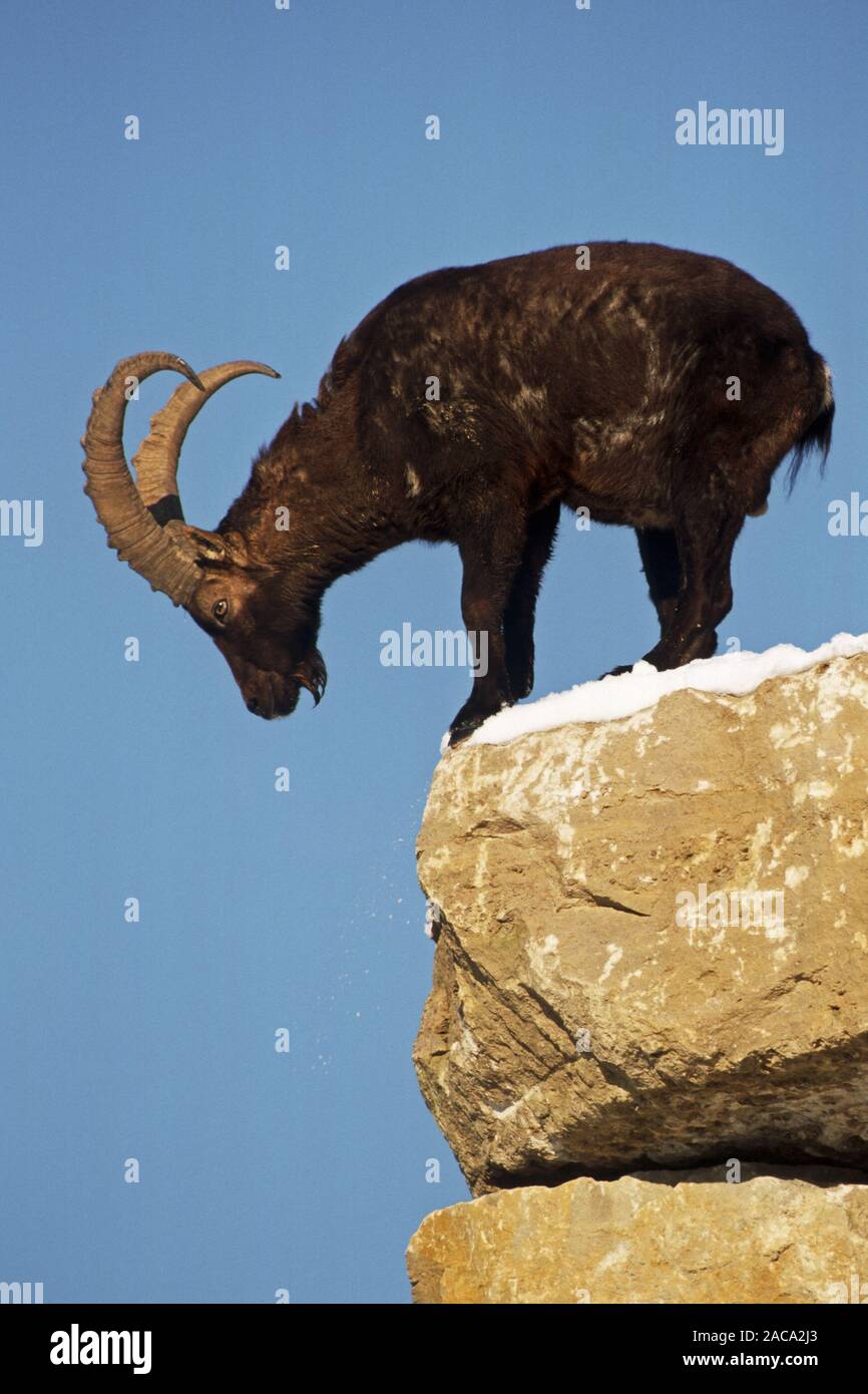 Alpine Ibex Climbing High Resolution Stock Photography and Images - Alamy