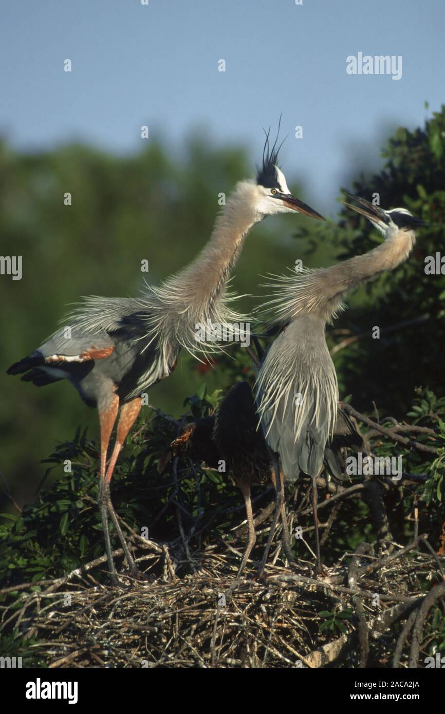 The great crane hi-res stock photography and images - Alamy