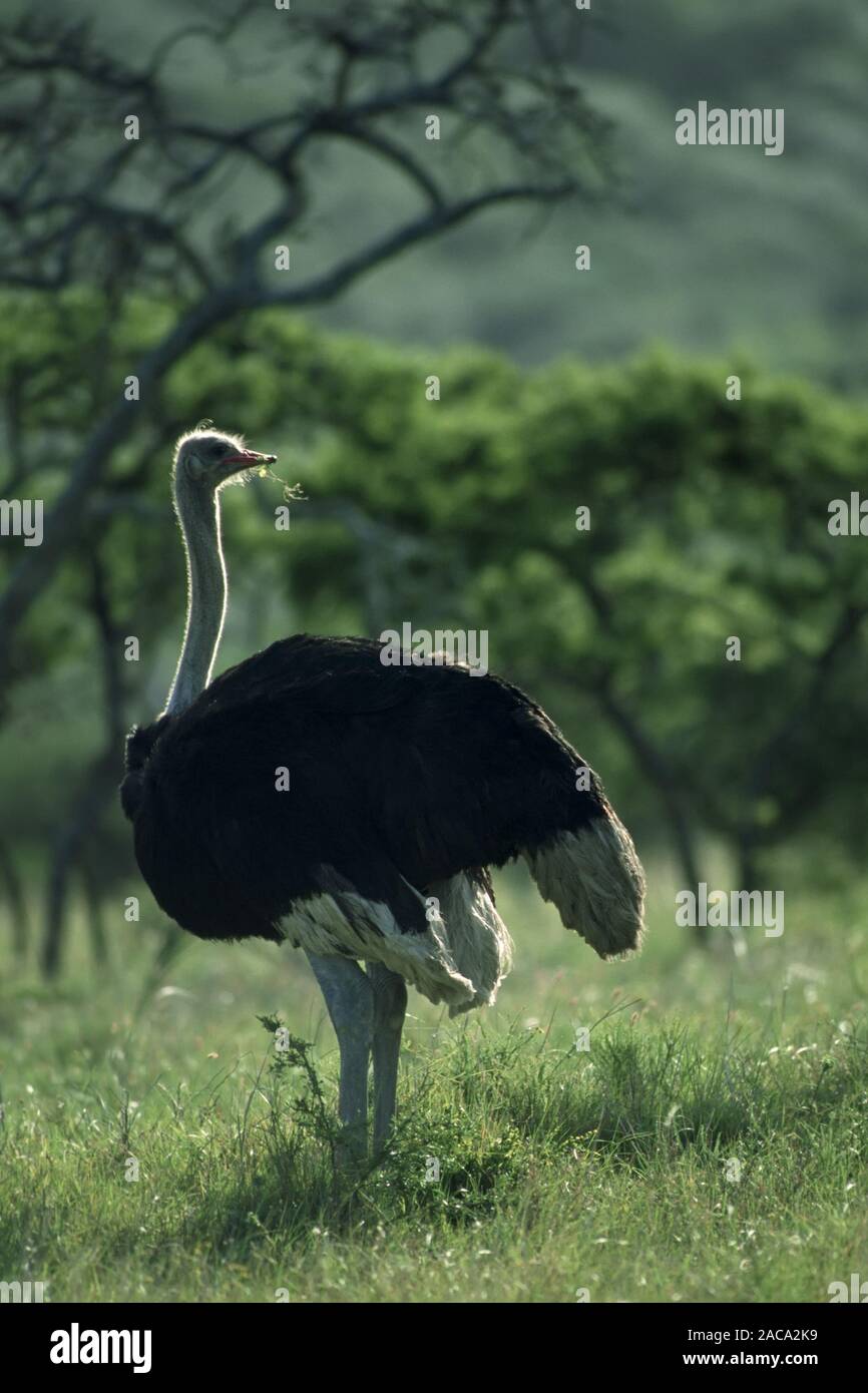 Strauss, Ostrich (Struthio camelus) Mpongo Park, Suedafrika, Afrika ...