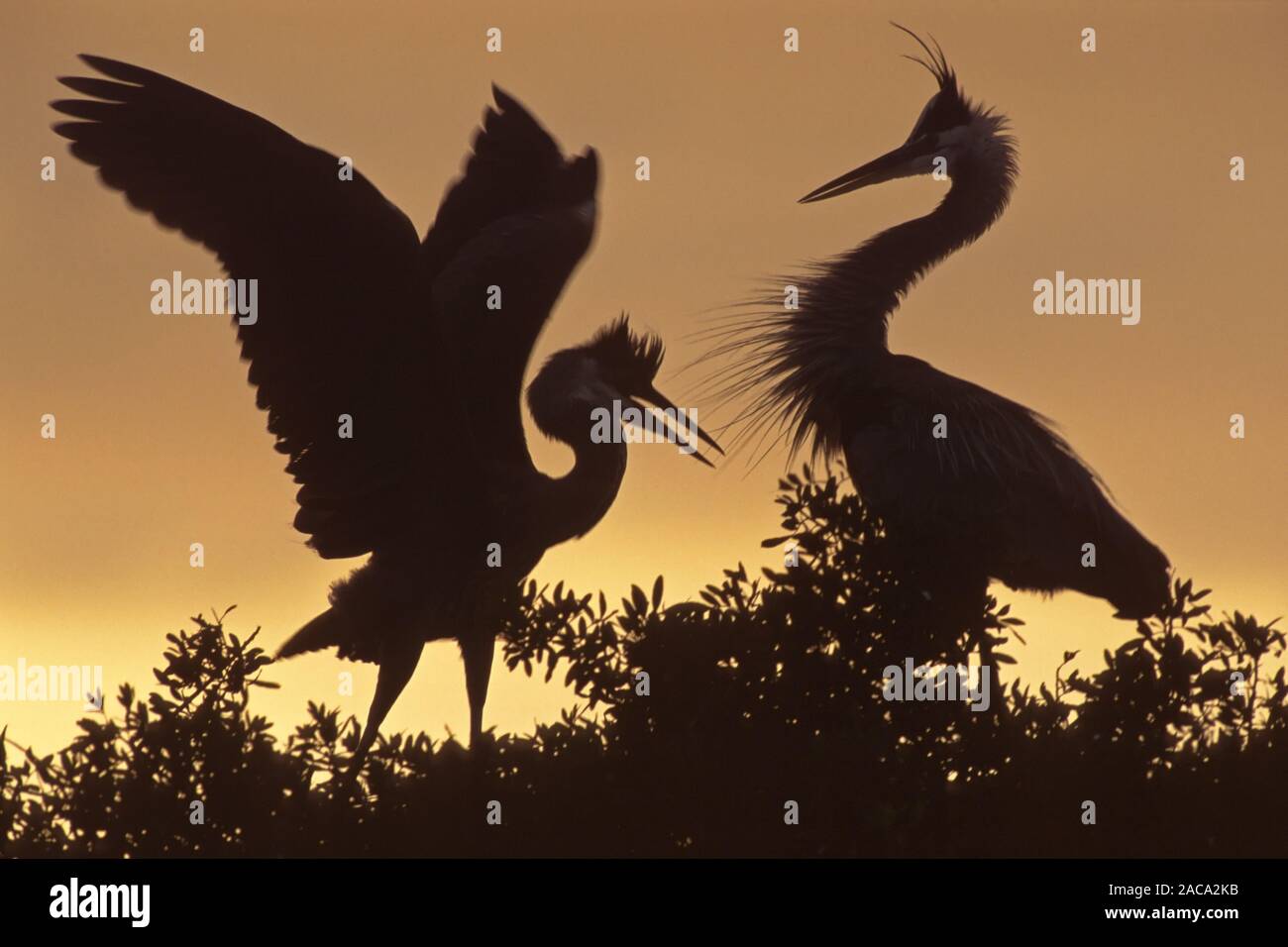 Florida great blue herons hi-res stock photography and images - Alamy