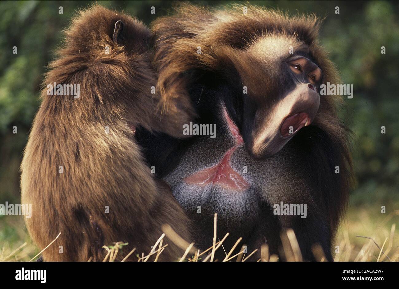 Baboon gelada theropithecus gelada hi-res stock photography and images ...