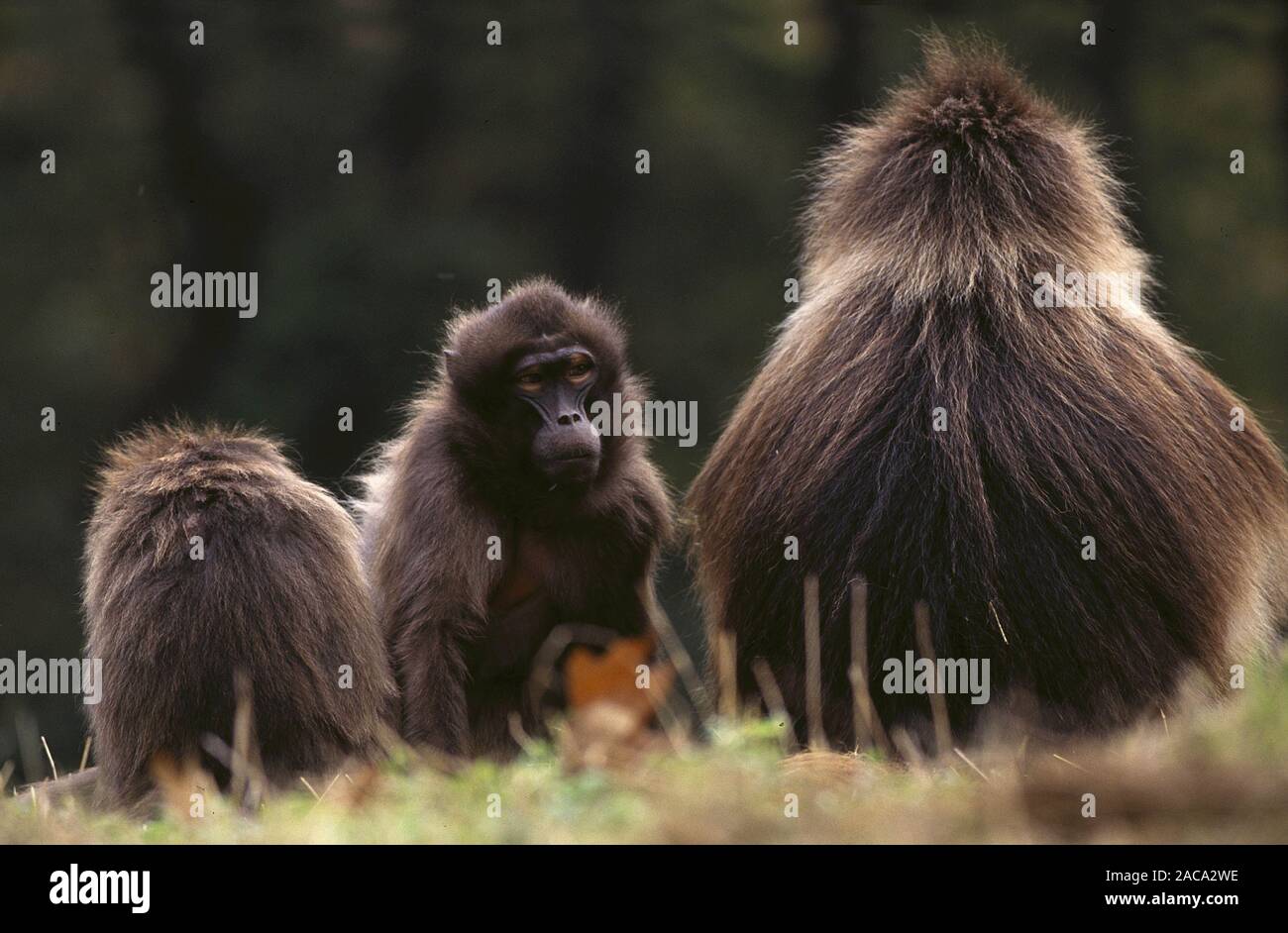 Gelada baboons theropithecus gelada hi-res stock photography and images ...