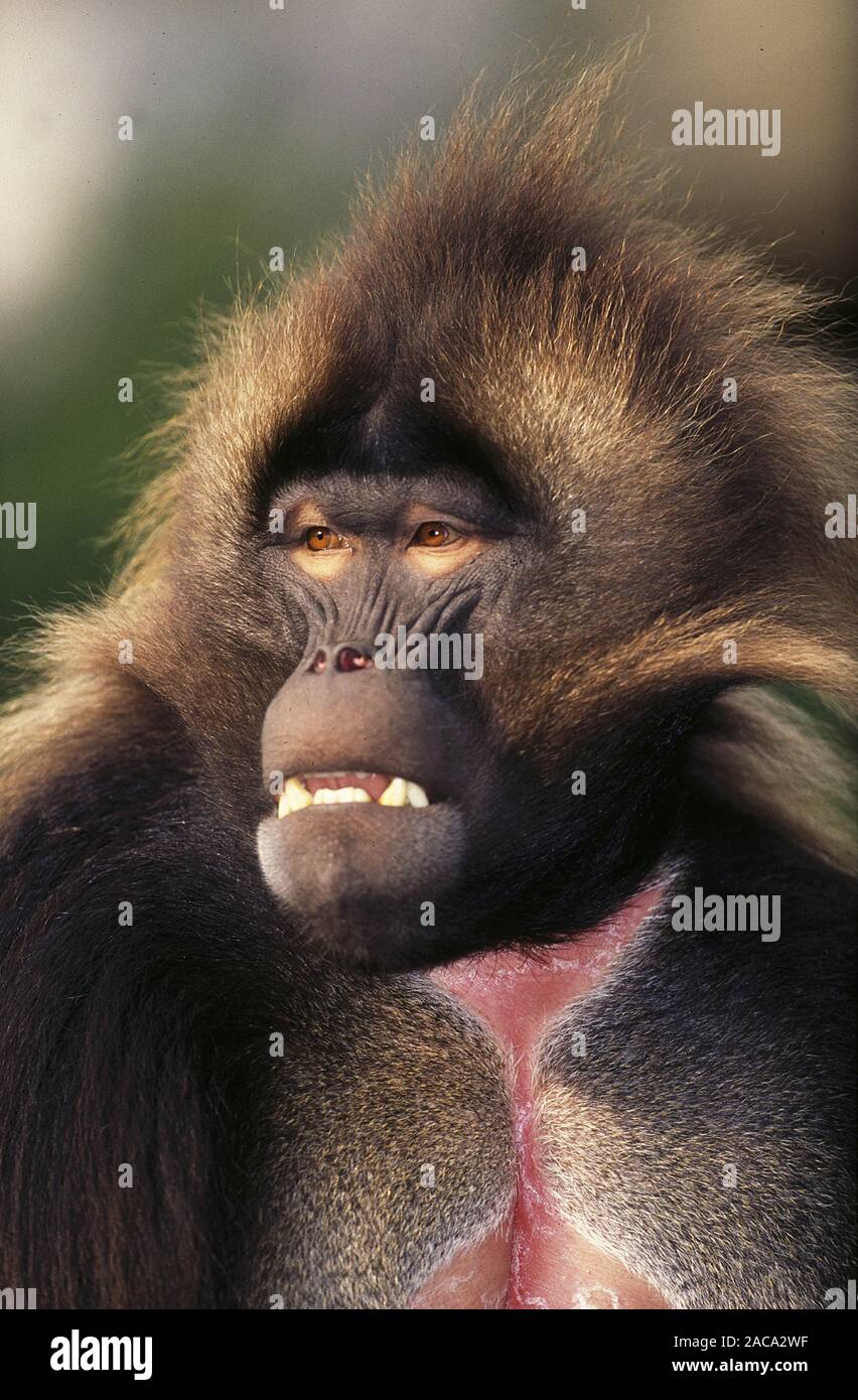 Theropithecus gelada baboon monkeys hi-res stock photography and images ...