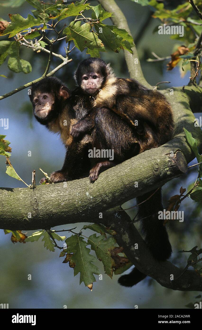 Monkey, yellow breasted capuchin hi-res stock photography and images ...