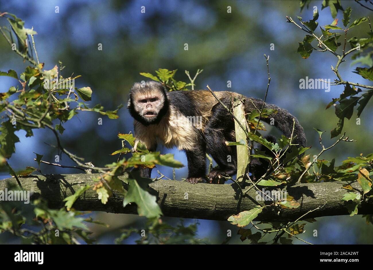 gelbbrust-kapziner affe, cebus xanthosternos, golden-bellied capuchin ...