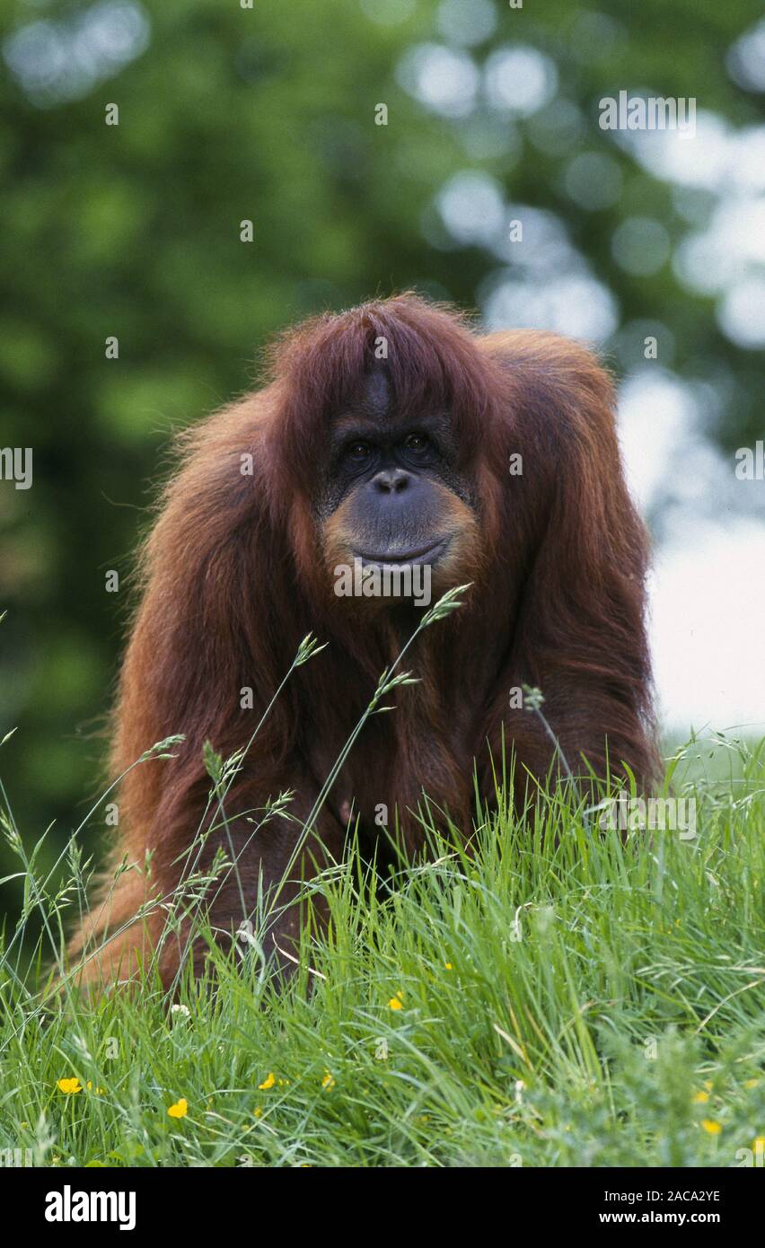 Sumatran monkeys hi-res stock photography and images - Alamy