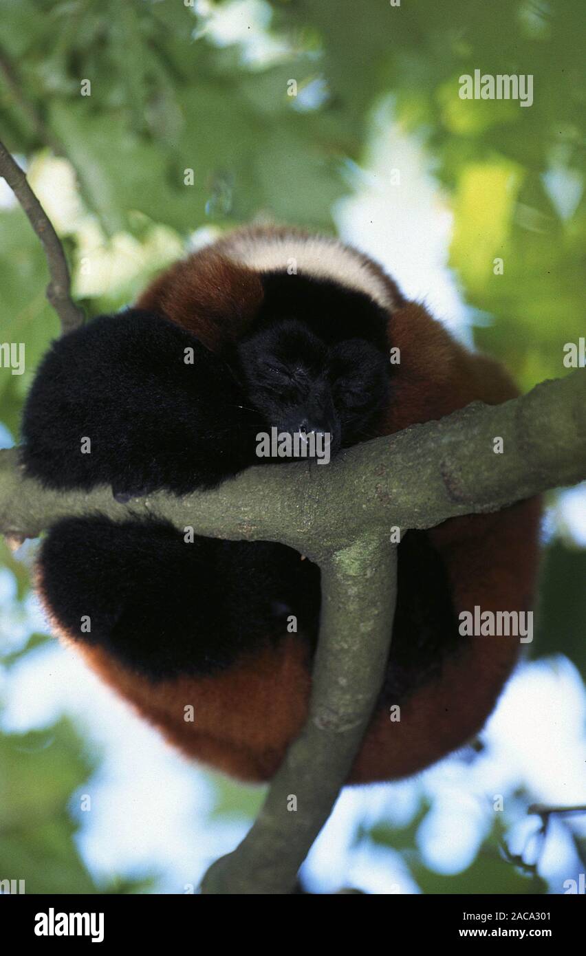 Lemur vari roux hi-res stock photography and images - Alamy