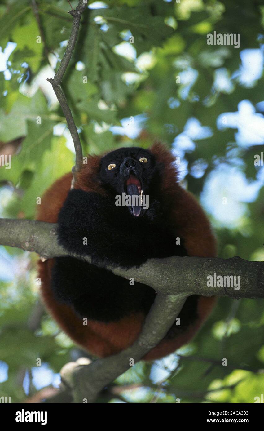 Roter Vari High Resolution Stock Photography and Images - Alamy