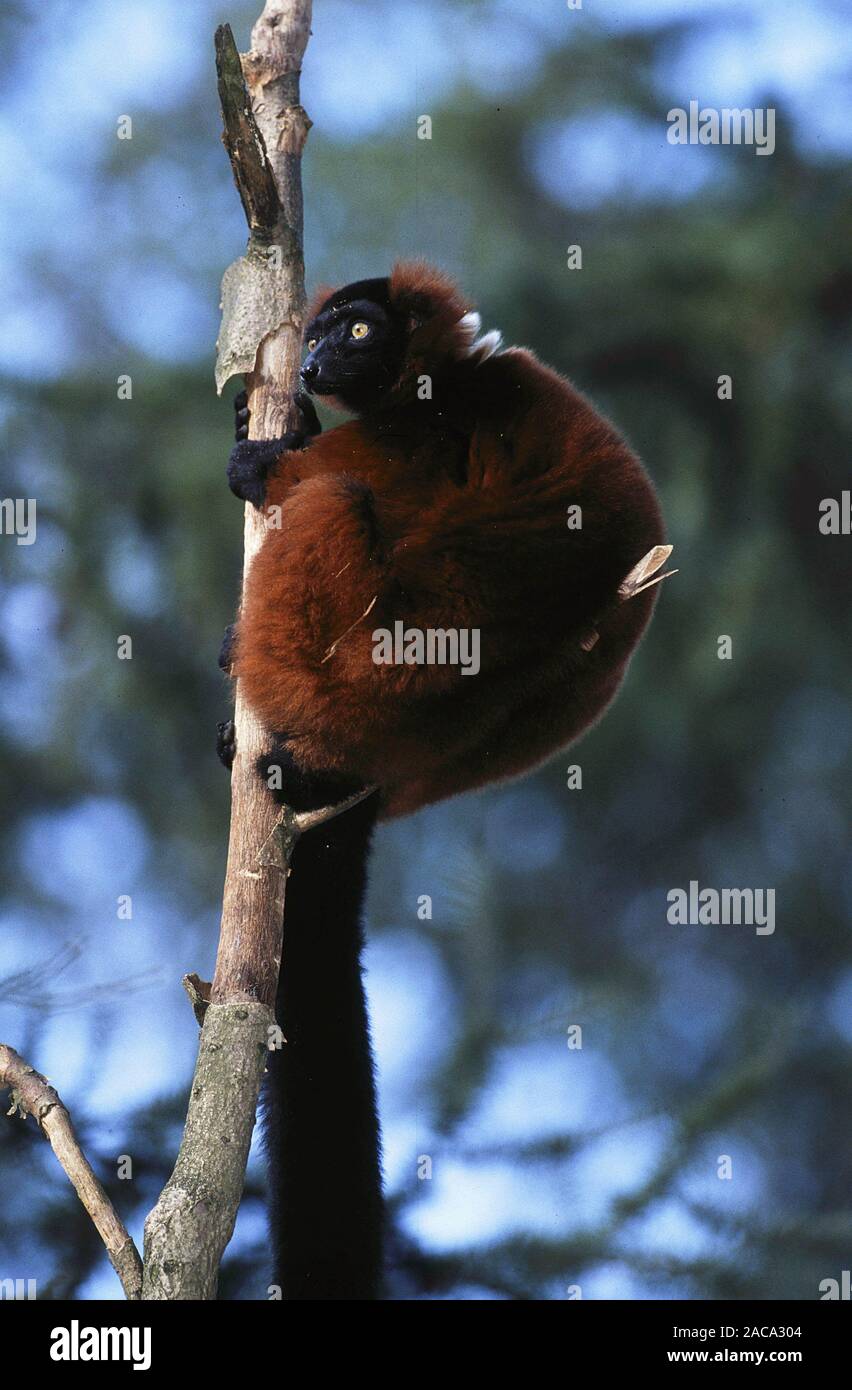 Roter vari hi-res stock photography and images - Alamy