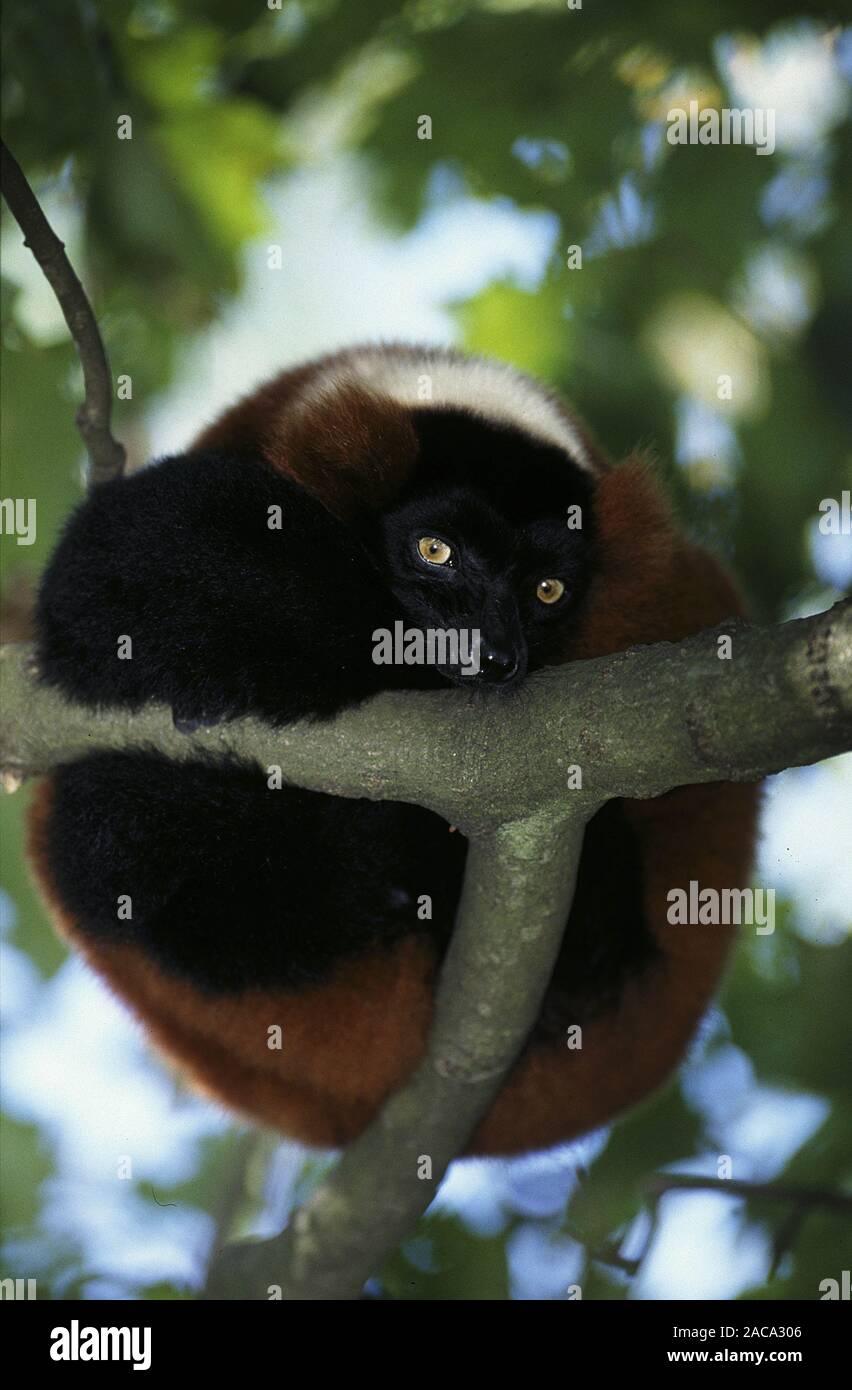 Madagascar varecia rubra hi-res stock photography and images - Alamy
