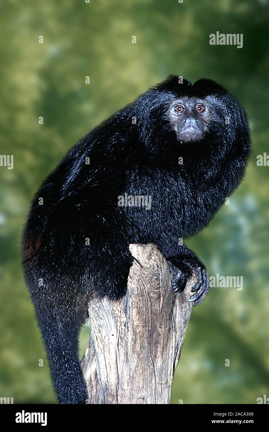 Leontopithecus Chrysopygus High Resolution Stock Photography and Images ...