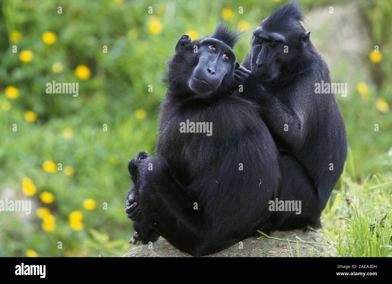Mammals of crete hi-res stock photography and images - Alamy