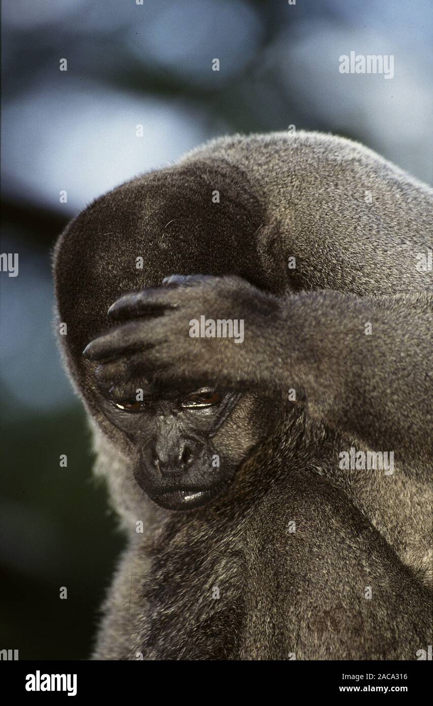 Woolly mammals hi-res stock photography and images - Alamy