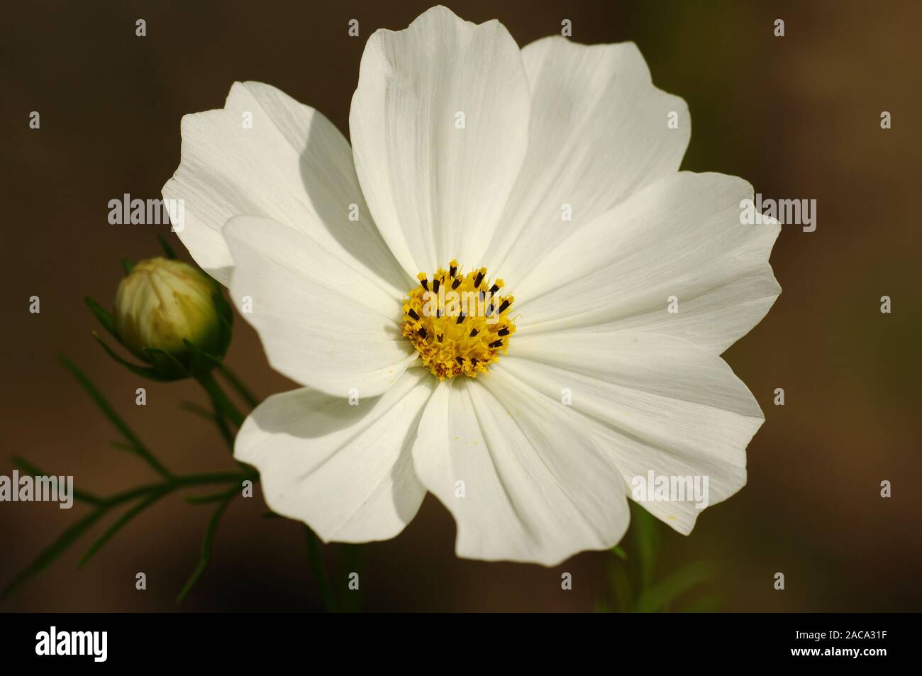 Schmuckkorbchen High Resolution Stock Photography and Images - Alamy