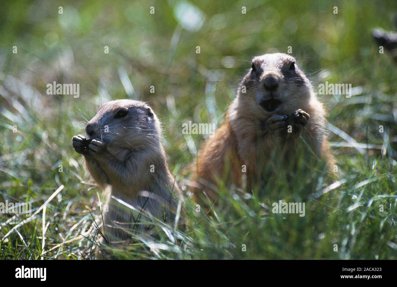 Are Prairie Dogs Cannibalistic