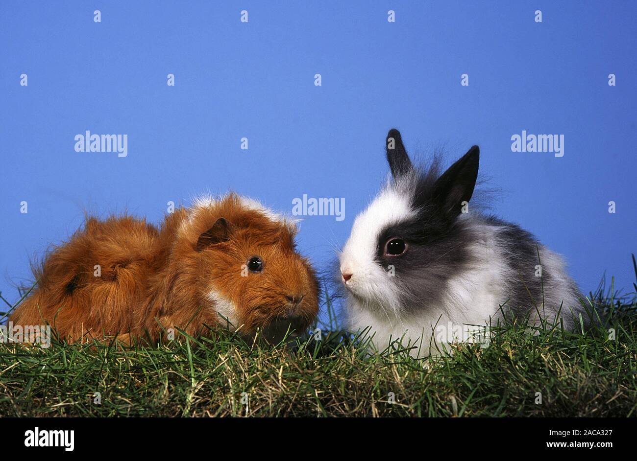 Bunny Guinea Pig High Resolution Stock Photography and Images - Alamy