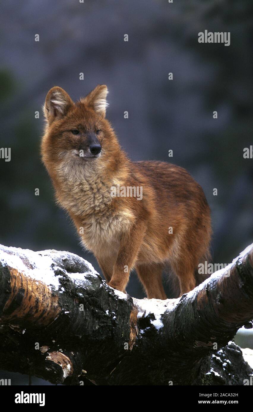 Cuon Alpinus High Resolution Stock Photography and Images - Alamy
