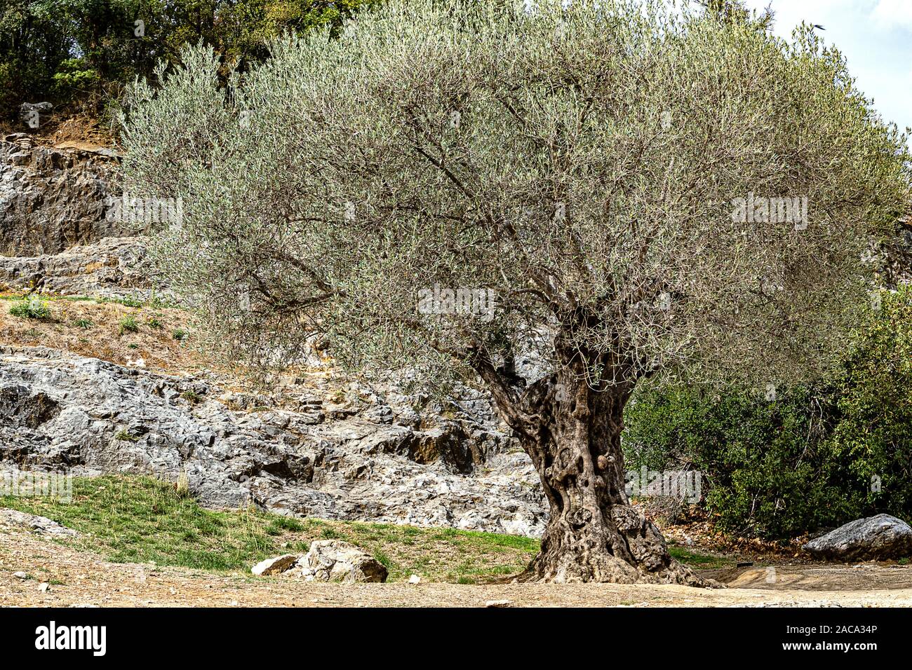 Large old olive tree in a Mediterranean garden of Pont du Gard, France ...