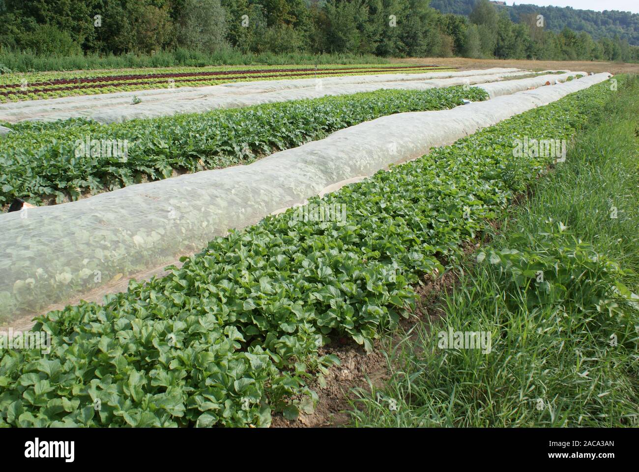 Raphanus sativus sativus hi-res stock photography and images - Alamy