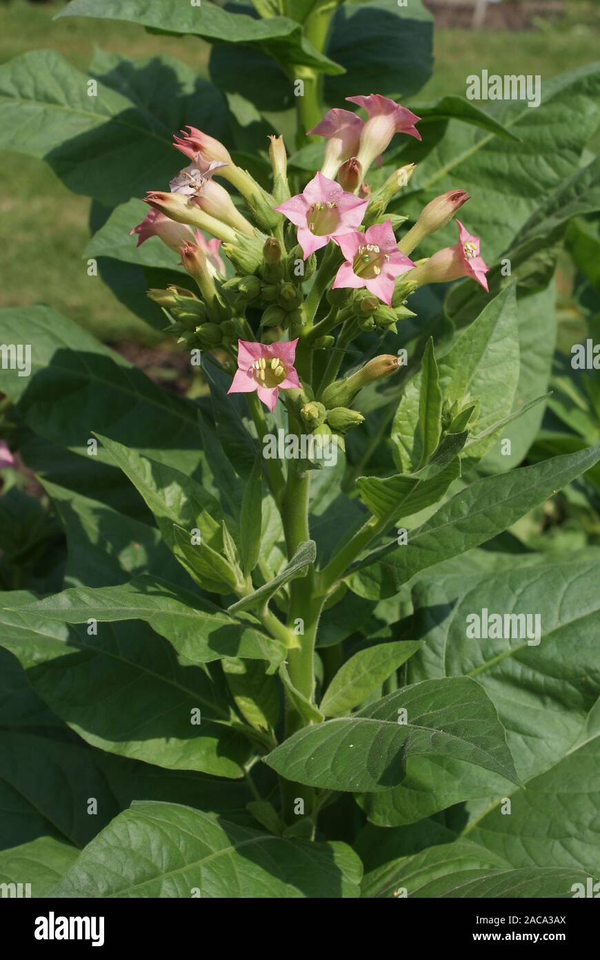 Nicotiana rustica hi-res stock photography and images - Alamy