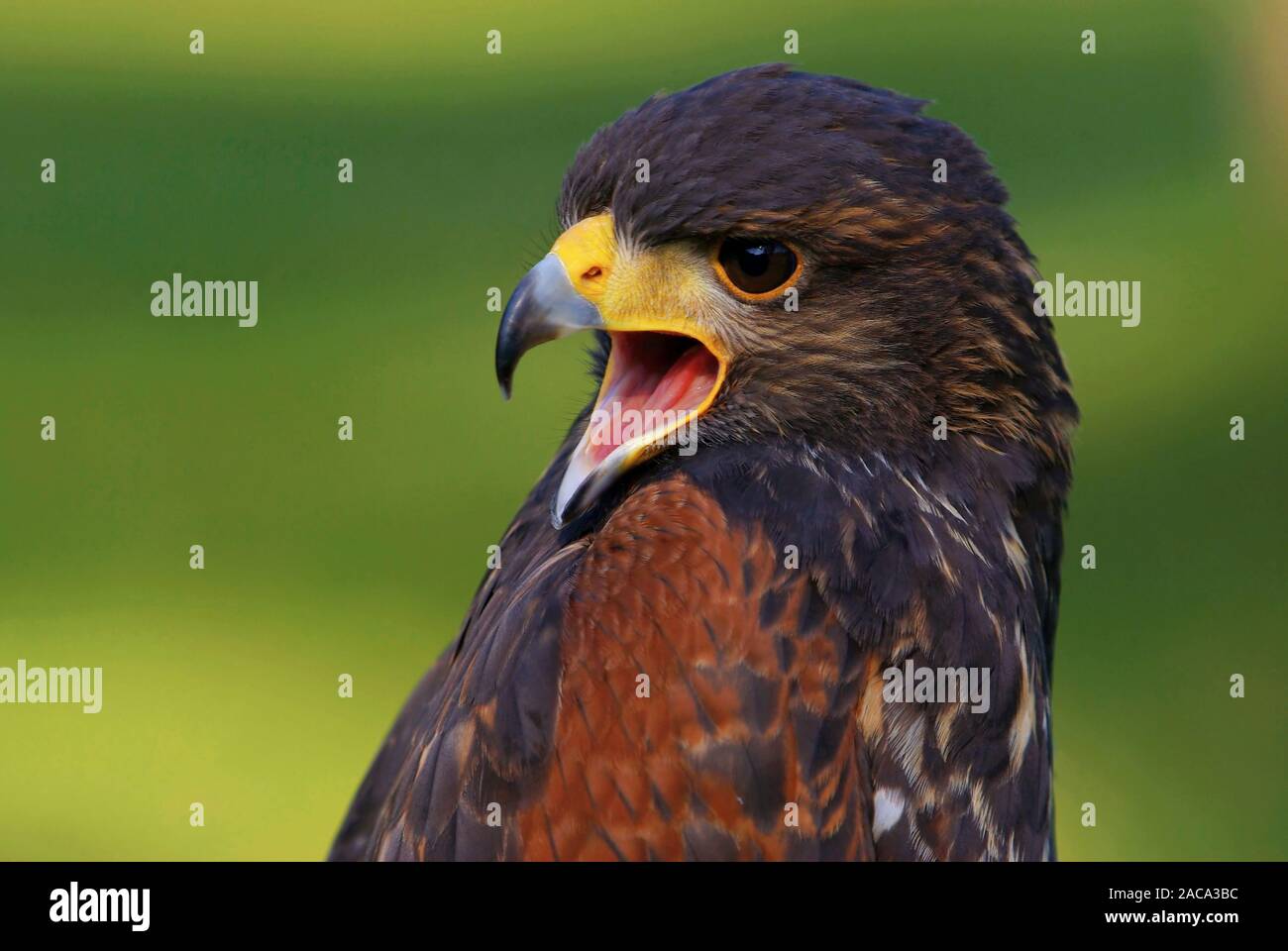 Desert hawk hi-res stock photography and images - Alamy