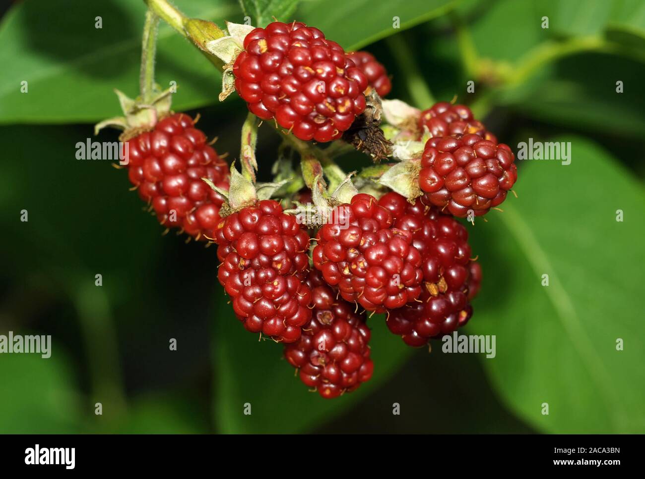Rubus hi-res stock photography and images - Alamy