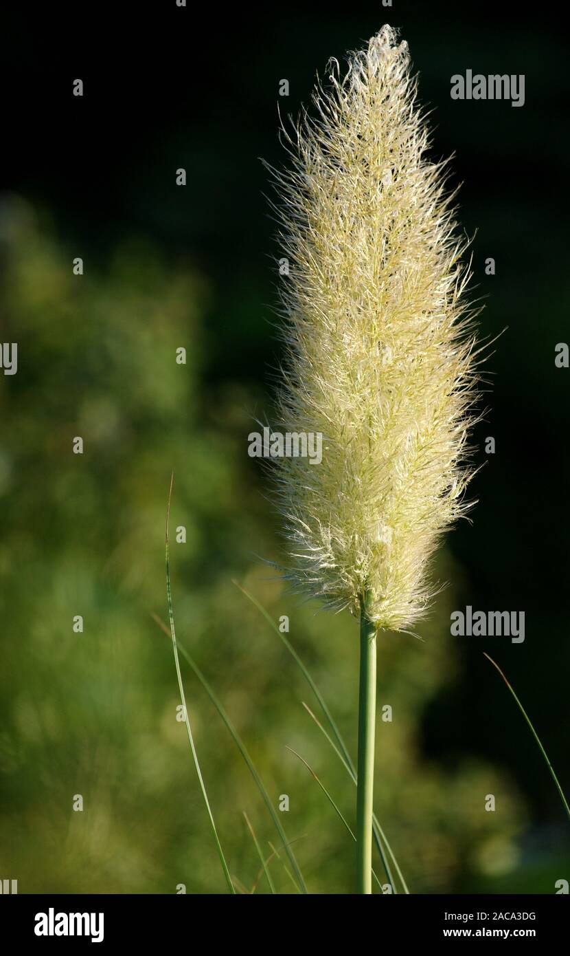 Pampas grass feather plume hi-res stock photography and images - Alamy