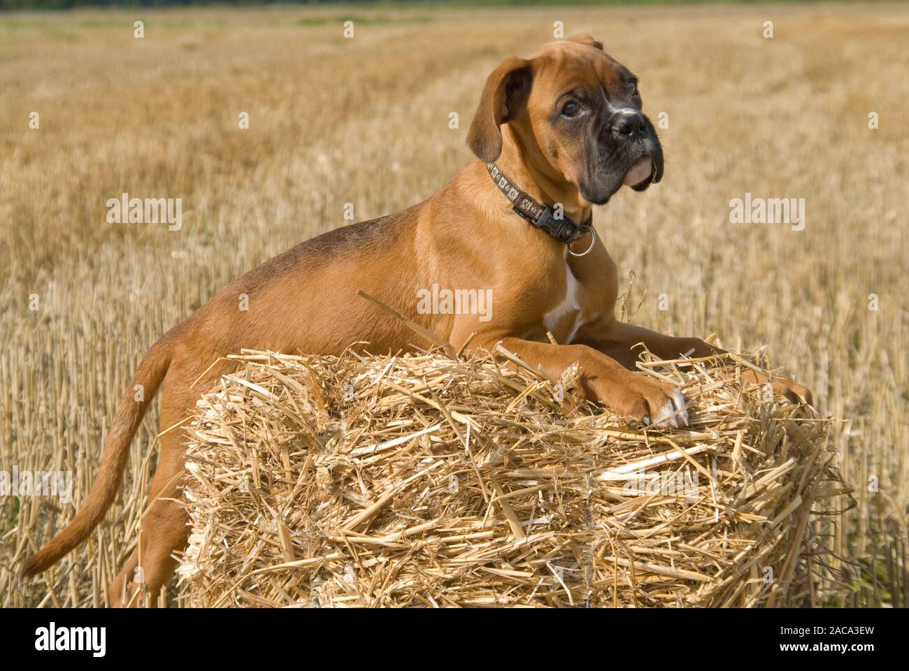 German hound male hi-res stock photography and images - Alamy