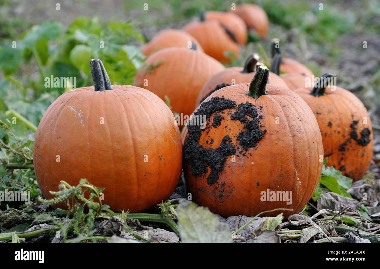 Cucurbita pepo pepo hi-res stock photography and images - Alamy