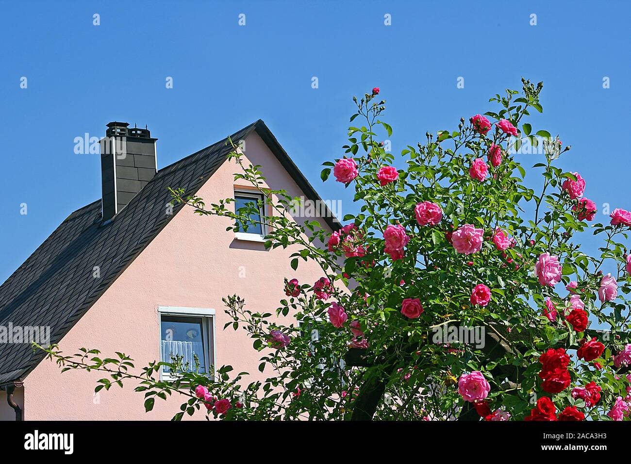 Rambler roses house hi-res stock photography and images - Alamy