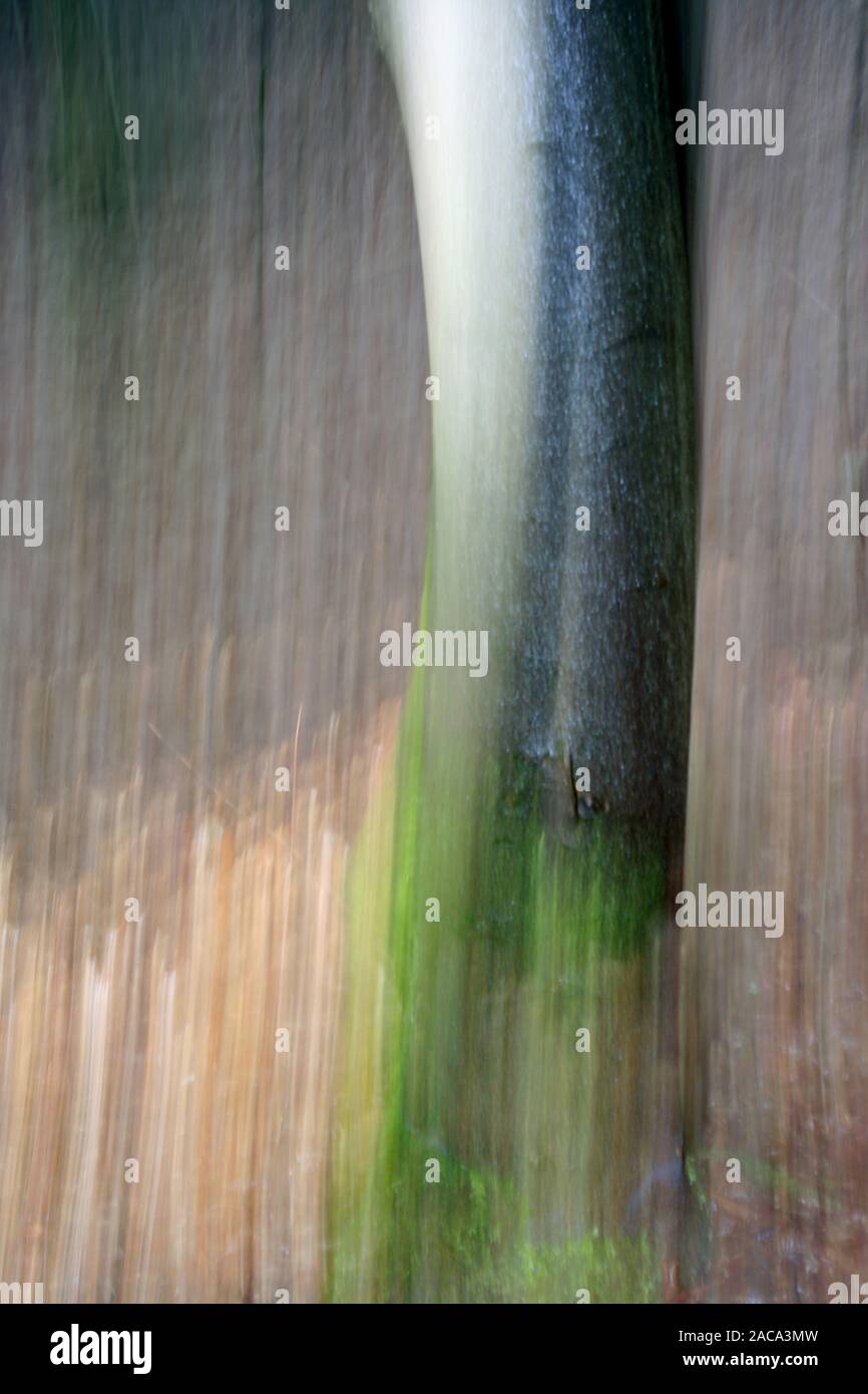 Trunk beech hi-res stock photography and images - Alamy