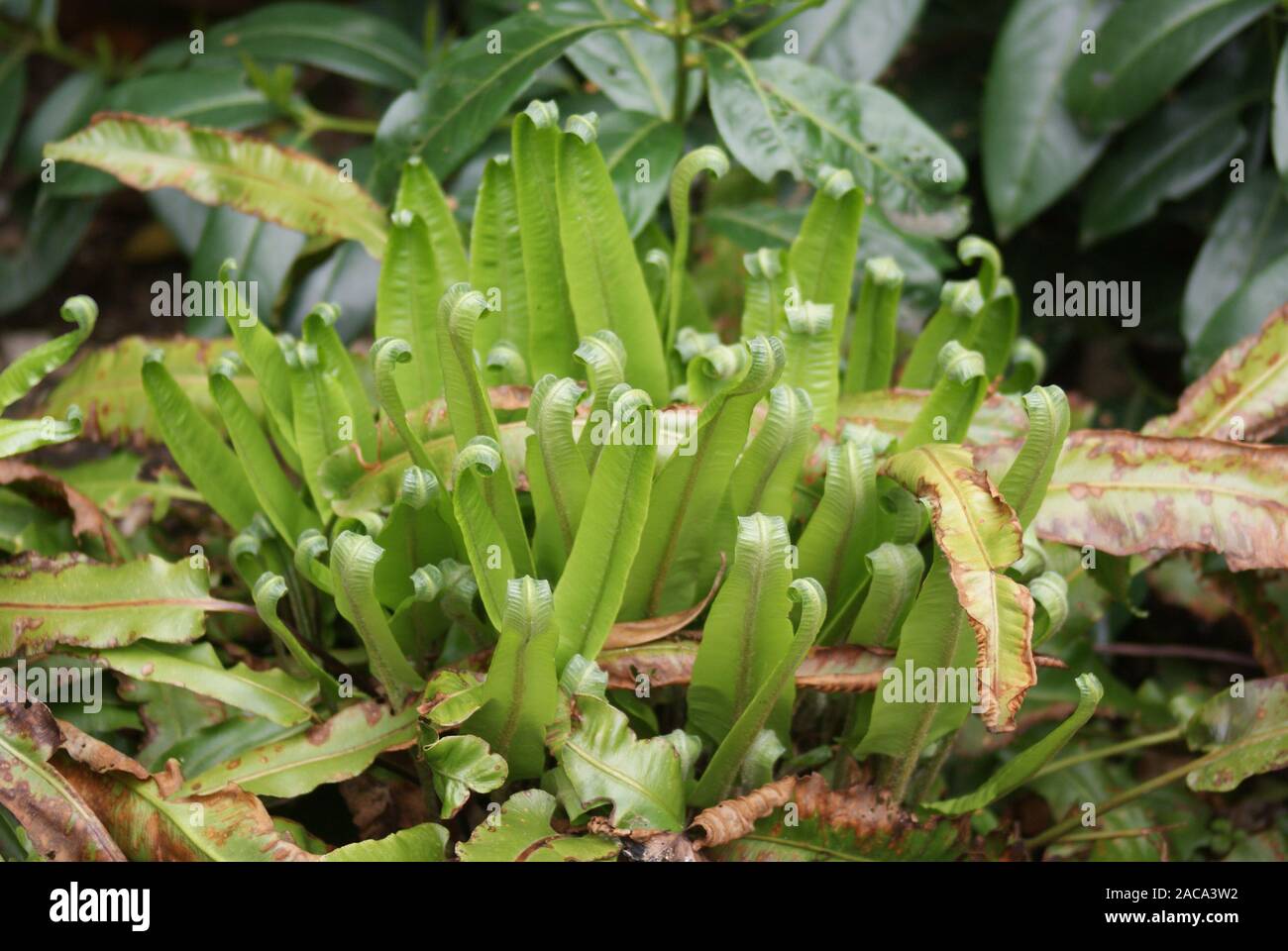 phyllitis, asplenium, deer tongue fern Stock Photo - Alamy