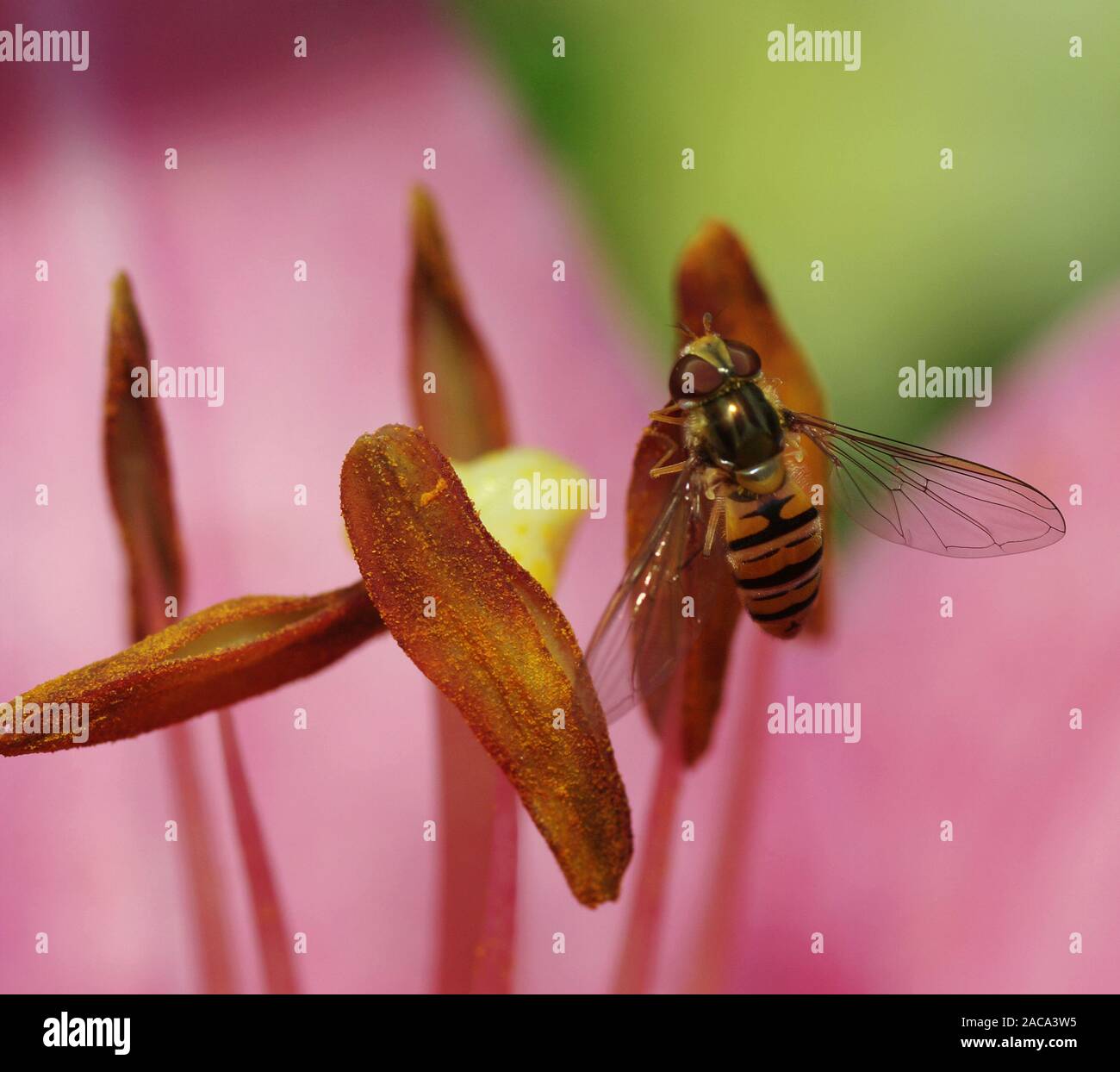 Episyrphus balteatus hi-res stock photography and images - Alamy
