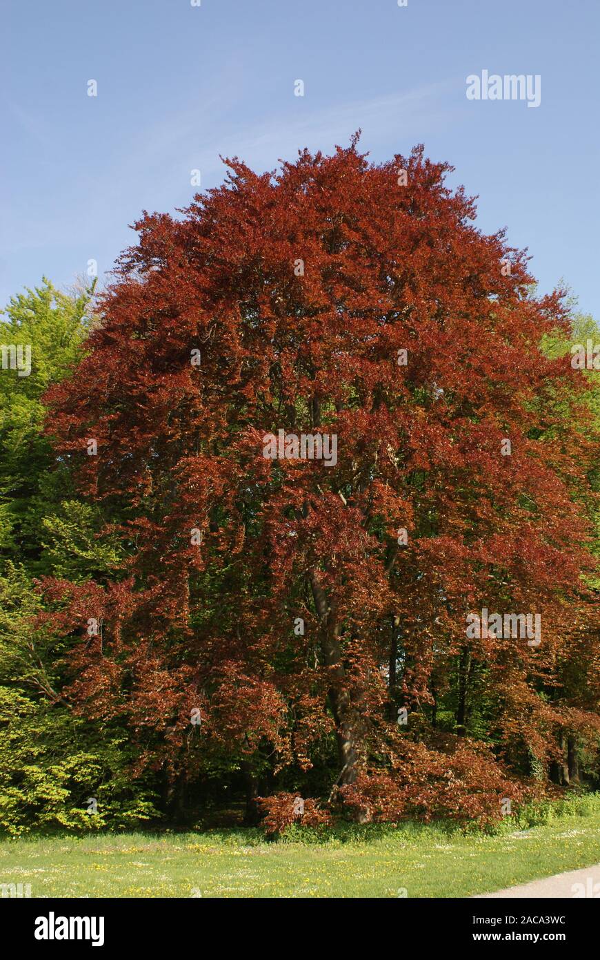 Fagus sylvatica Purpurea, copper beech, Beech Stock Photo - Alamy