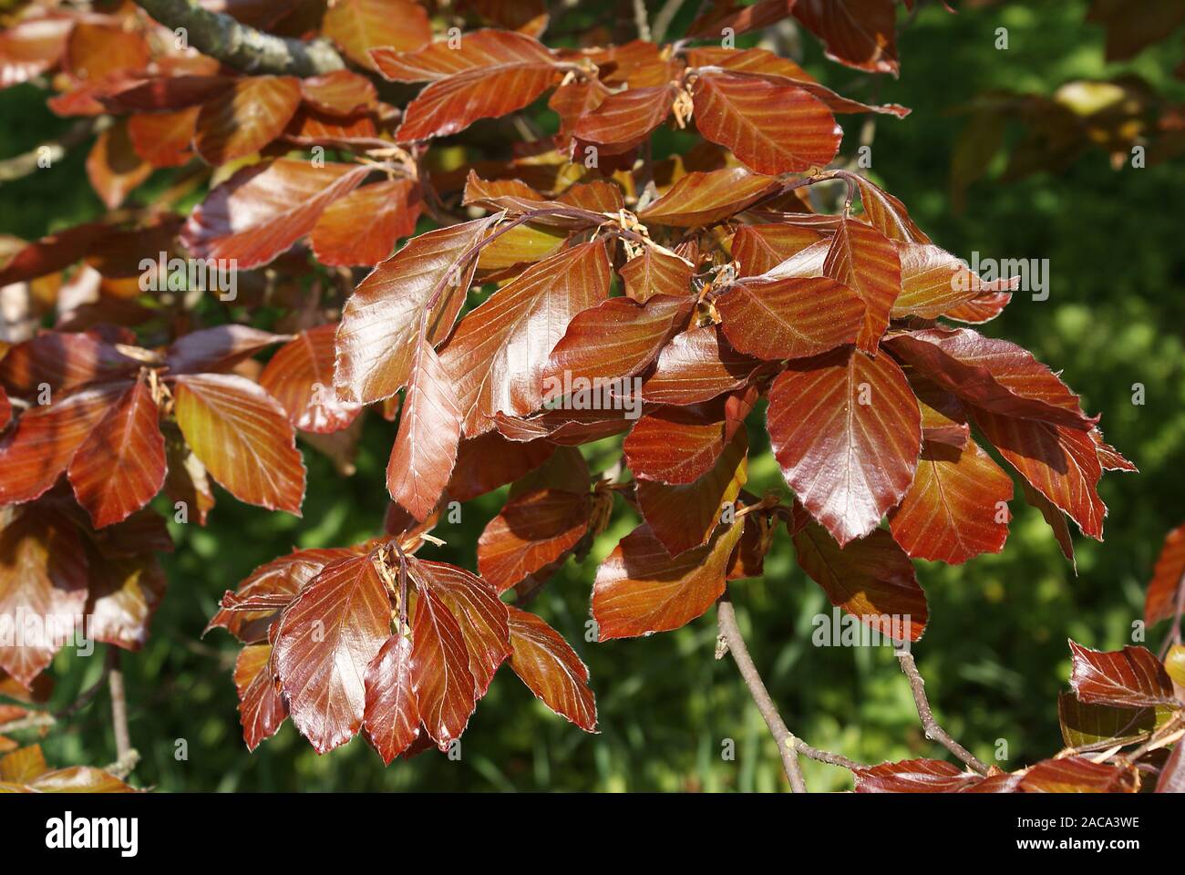 Fagus sylvatica Purpurea, copper beech, Beech Stock Photo - Alamy